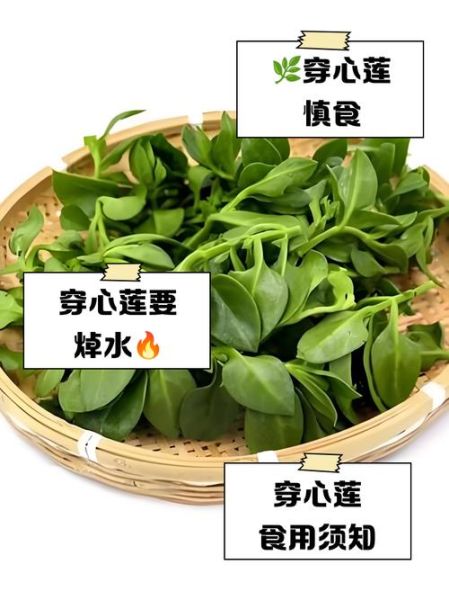 穿心莲凉菜怎么做_穿心莲凉拌用焯水吗-第3张图片-山城妙识