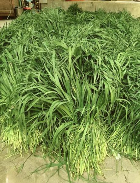 提摩西草在农村叫什么_提摩西草农村土名有哪些-第1张图片-山城妙识 提摩西草在农村叫什么_提摩西草农村土名有哪些-第1张图片-山城妙识