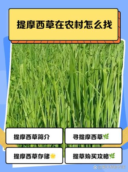 提摩西草在农村叫什么_提摩西草农村土名有哪些-第2张图片-山城妙识 提摩西草在农村叫什么_提摩西草农村土名有哪些-第2张图片-山城妙识