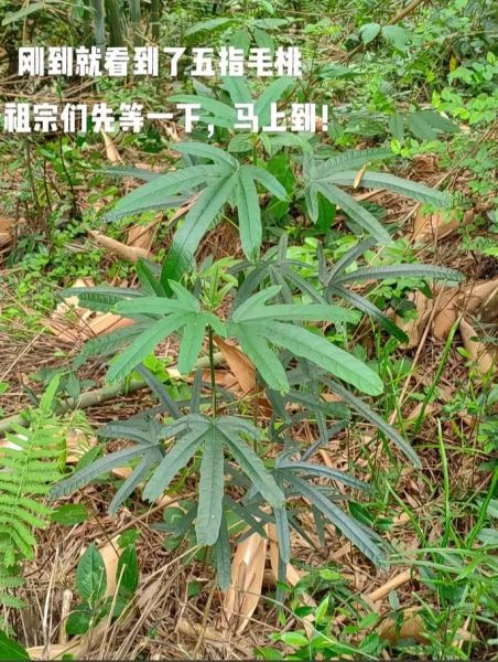 五爪毛桃的功效与作用_五爪毛桃和五指毛桃区别-第3张图片-山城妙识 五爪毛桃的功效与作用_五爪毛桃和五指毛桃区别-第3张图片-山城妙识