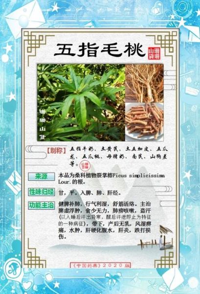 五爪毛桃的功效与作用_五爪毛桃和五指毛桃区别-第2张图片-山城妙识 五爪毛桃的功效与作用_五爪毛桃和五指毛桃区别-第2张图片-山城妙识