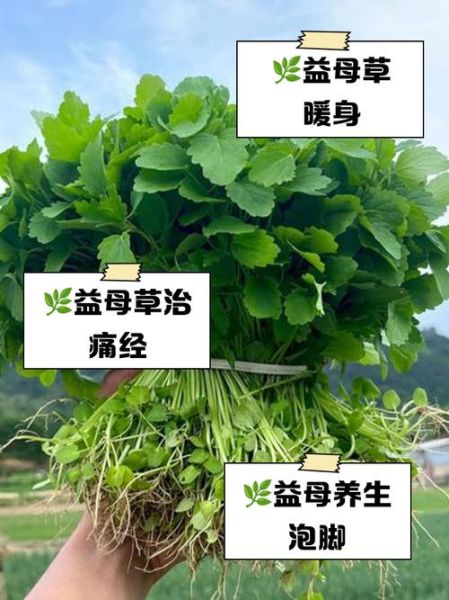 益母草泡脚的正确方法_益母草泡脚有什么功效-第1张图片-山城妙识 益母草泡脚的正确方法_益母草泡脚有什么功效-第1张图片-山城妙识