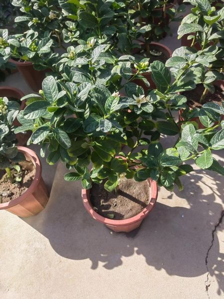 佛手花功效与作用_佛手花怎么泡水喝-第3张图片-山城妙识 佛手花功效与作用_佛手花怎么泡水喝-第3张图片-山城妙识