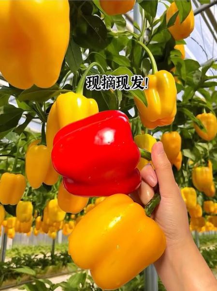 彩椒怎么保存_彩椒可以生吃吗-第3张图片-山城妙识