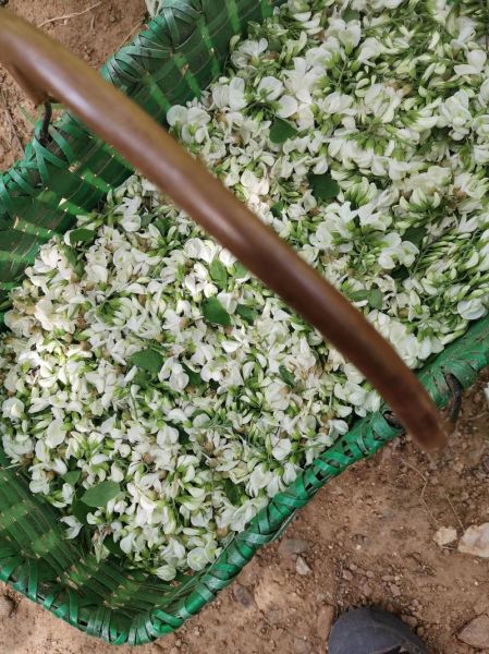 洋槐花树什么时候开花_洋槐花树怎么种植-第1张图片-山城妙识