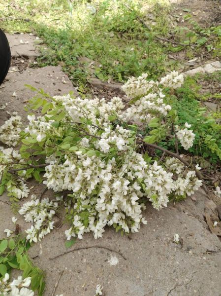 洋槐花树什么时候开花_洋槐花树怎么种植-第3张图片-山城妙识