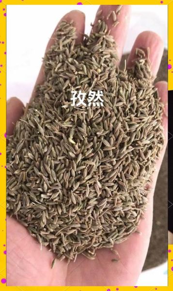 小茴香和孜然一样吗_区别与用途-第2张图片-山城妙识 小茴香和孜然一样吗_区别与用途-第2张图片-山城妙识