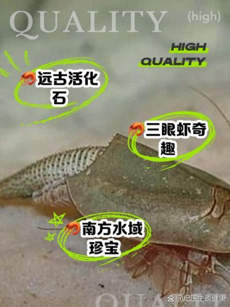 三眼恐龙虾怎么养_三眼恐龙虾寿命多长-第1张图片-山城妙识 三眼恐龙虾怎么养_三眼恐龙虾寿命多长-第1张图片-山城妙识