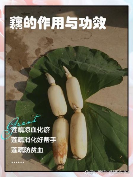 藕水能天天喝吗_藕水的功效与作用-第3张图片-山城妙识 藕水能天天喝吗_藕水的功效与作用-第3张图片-山城妙识