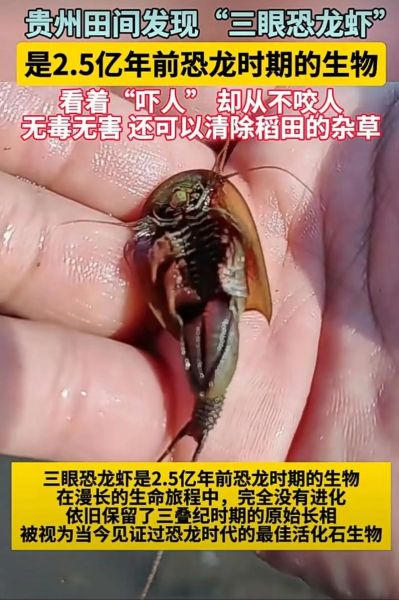 三眼恐龙虾怎么养_三眼恐龙虾寿命多长-第2张图片-山城妙识 三眼恐龙虾怎么养_三眼恐龙虾寿命多长-第2张图片-山城妙识