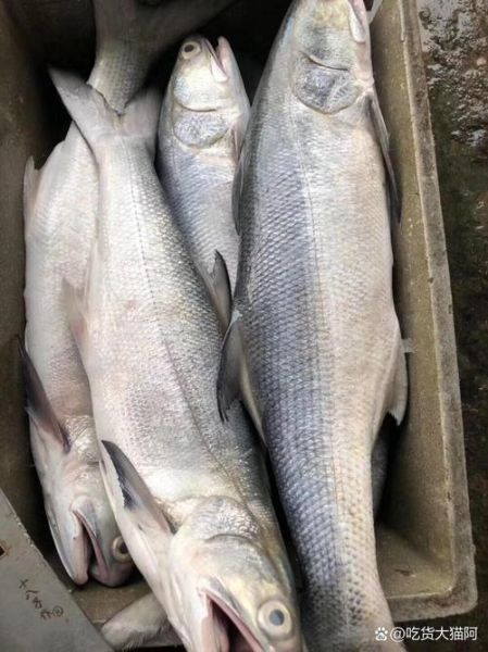 午鱼是什么鱼_午鱼多少钱一斤-第1张图片-山城妙识 午鱼是什么鱼_午鱼多少钱一斤-第1张图片-山城妙识