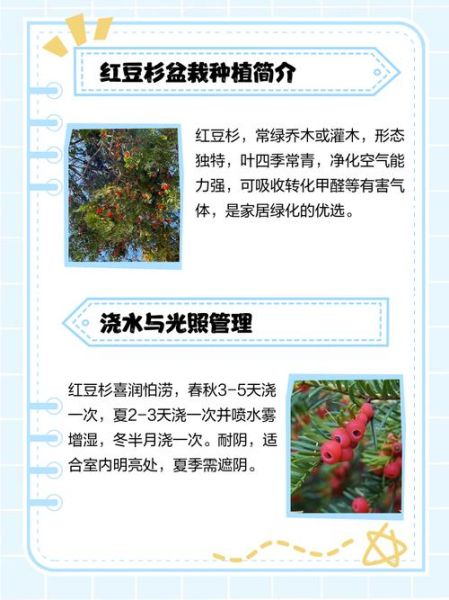 国家为什么禁止种植红豆杉_红豆杉树禁种原因-第3张图片-山城妙识