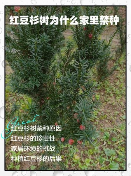 国家为什么禁止种植红豆杉_红豆杉树禁种原因-第1张图片-山城妙识