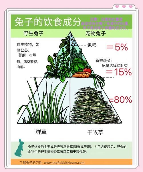 兔子吃苜蓿的禁忌_苜蓿喂兔的正确方法-第2张图片-山城妙识 兔子吃苜蓿的禁忌_苜蓿喂兔的正确方法-第2张图片-山城妙识