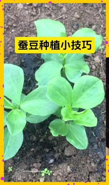 蚕豆图片_蚕豆生长周期多久-第1张图片-山城妙识 蚕豆图片_蚕豆生长周期多久-第1张图片-山城妙识