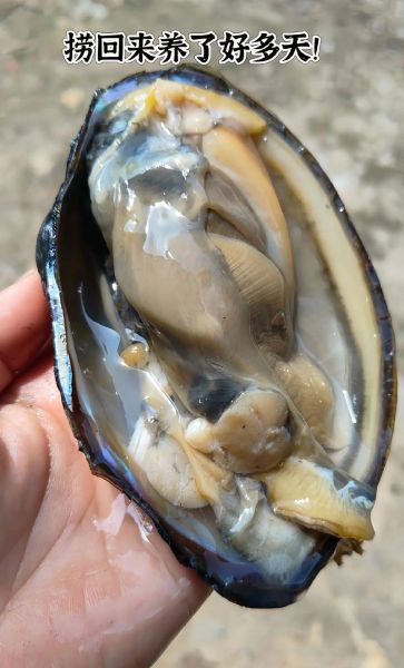 河蚌肉怎么清洗_河蚌肉清洗视频教程-第3张图片-山城妙识 河蚌肉怎么清洗_河蚌肉清洗视频教程-第3张图片-山城妙识