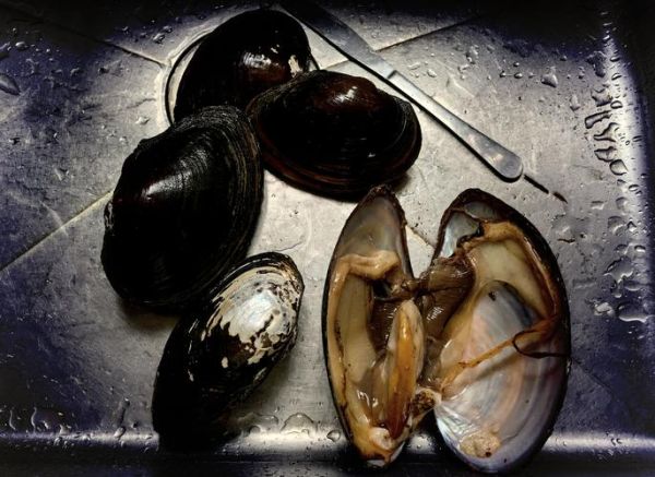 河蚌肉怎么清洗_河蚌肉清洗视频教程-第1张图片-山城妙识 河蚌肉怎么清洗_河蚌肉清洗视频教程-第1张图片-山城妙识