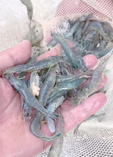 南美白对虾养殖骗局有哪些套路_如何避免养殖陷阱-第3张图片-山城妙识