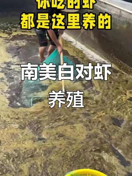 南美白对虾养殖骗局有哪些套路_如何避免养殖陷阱-第1张图片-山城妙识