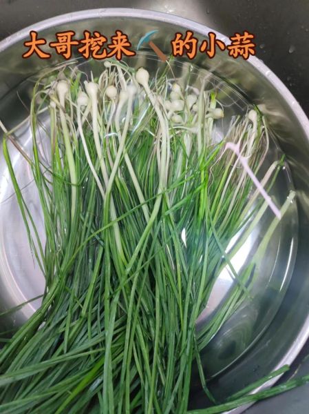 蒜苗饺子馅怎么做_蒜苗饺子馅做法大全-第2张图片-山城妙识 蒜苗饺子馅怎么做_蒜苗饺子馅做法大全-第2张图片-山城妙识