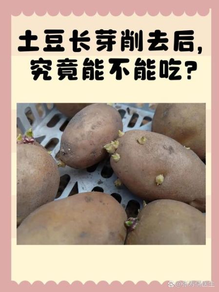 土豆发芽了把芽去掉还能吃吗_土豆长芽削掉后有毒吗-第2张图片-山城妙识