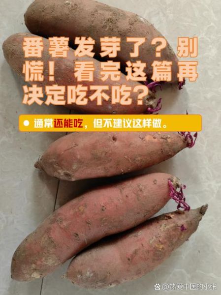 大薯怎么保存不发芽_大薯发芽还能吃吗-第1张图片-山城妙识 大薯怎么保存不发芽_大薯发芽还能吃吗-第1张图片-山城妙识