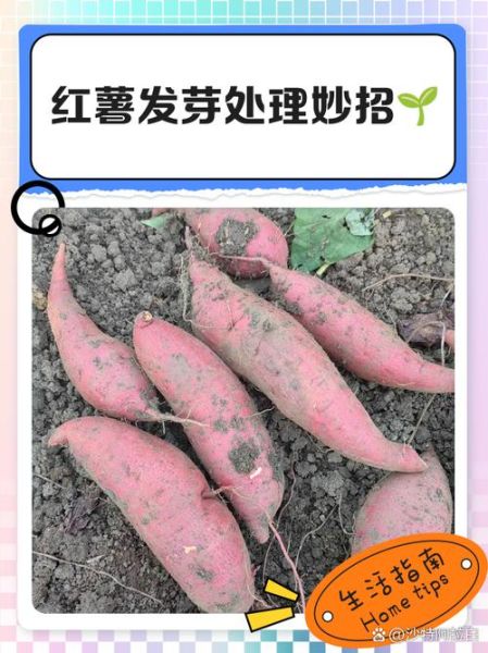 大薯怎么保存不发芽_大薯发芽还能吃吗-第3张图片-山城妙识 大薯怎么保存不发芽_大薯发芽还能吃吗-第3张图片-山城妙识