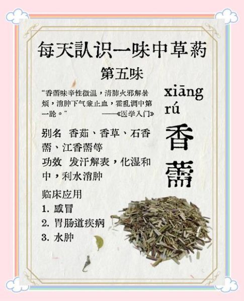 香薷草的功效与作用_香薷草怎么泡水喝-第1张图片-山城妙识 香薷草的功效与作用_香薷草怎么泡水喝-第1张图片-山城妙识