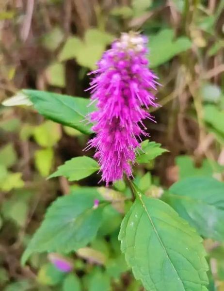 香薷草的功效与作用_香薷草怎么泡水喝-第3张图片-山城妙识 香薷草的功效与作用_香薷草怎么泡水喝-第3张图片-山城妙识