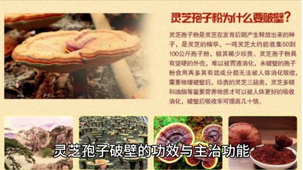 灵芝的副作用太大了_如何安全服用-第3张图片-山城妙识 灵芝的副作用太大了_如何安全服用-第3张图片-山城妙识