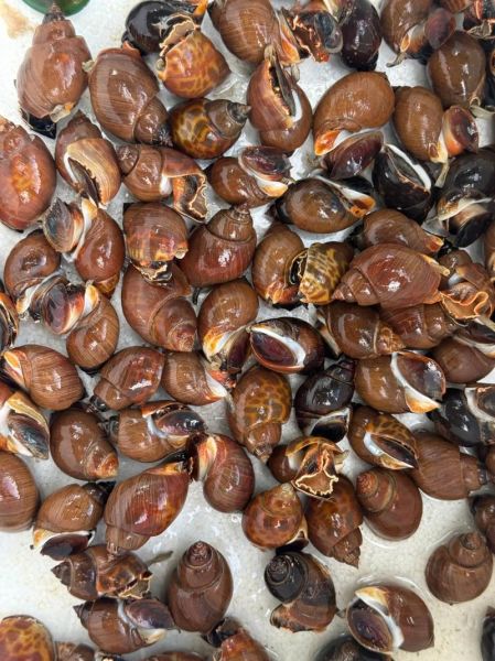 青口螺怎么清洗_青口螺的营养价值-第3张图片-山城妙识