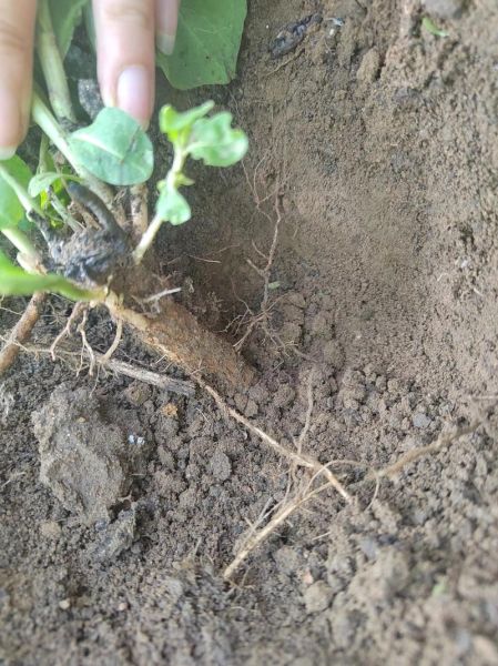 地骨皮图片长什么样_地骨皮真假辨别方法-第1张图片-山城妙识 地骨皮图片长什么样_地骨皮真假辨别方法-第1张图片-山城妙识