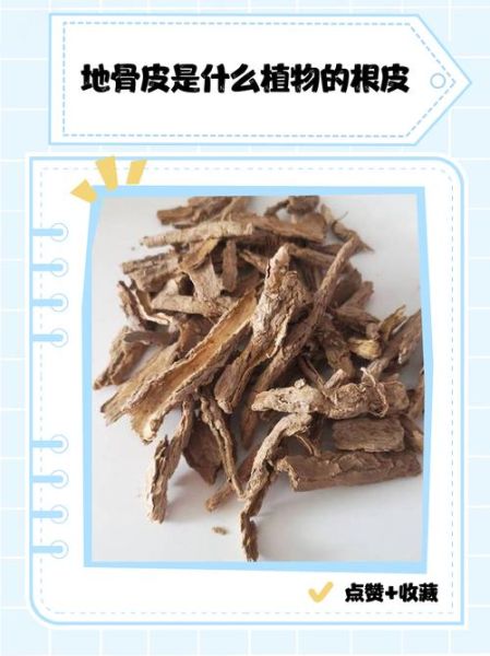 地骨皮图片长什么样_地骨皮真假辨别方法-第2张图片-山城妙识 地骨皮图片长什么样_地骨皮真假辨别方法-第2张图片-山城妙识