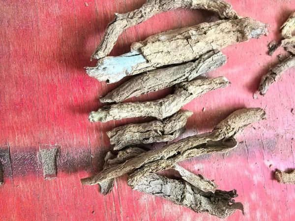 地骨皮图片长什么样_地骨皮真假辨别方法-第3张图片-山城妙识 地骨皮图片长什么样_地骨皮真假辨别方法-第3张图片-山城妙识