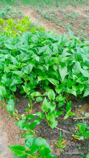 空心菜的叶子可以吃吗_空心菜叶子怎么吃-第1张图片-山城妙识 空心菜的叶子可以吃吗_空心菜叶子怎么吃-第1张图片-山城妙识