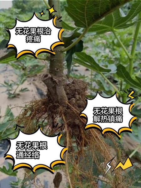无花果治痔疮偏方大全_无花果治痔疮有效吗-第1张图片-山城妙识 无花果治痔疮偏方大全_无花果治痔疮有效吗-第1张图片-山城妙识
