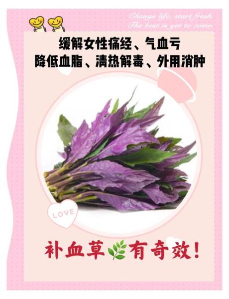 紫背菜什么人不能吃_孕妇能吃吗-第1张图片-山城妙识 紫背菜什么人不能吃_孕妇能吃吗-第1张图片-山城妙识