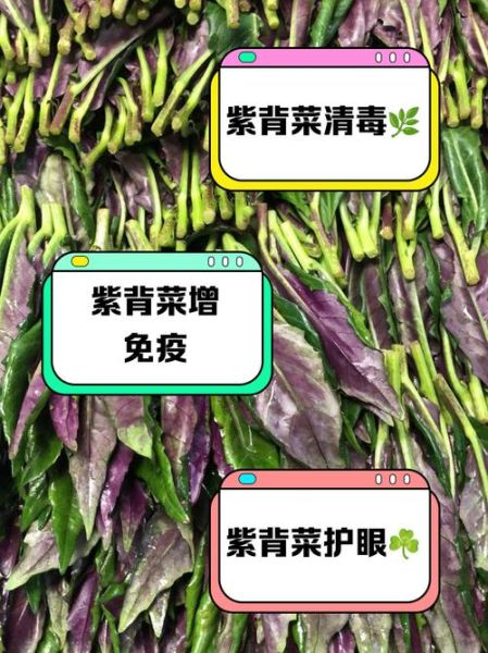 紫背菜什么人不能吃_孕妇能吃吗-第3张图片-山城妙识 紫背菜什么人不能吃_孕妇能吃吗-第3张图片-山城妙识