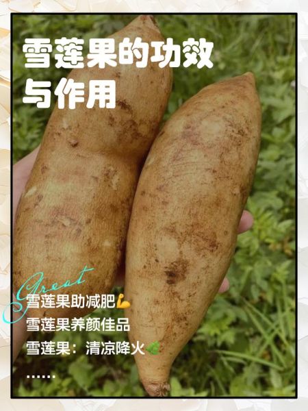 女人常吃雪莲果的好处_雪莲果对女性有哪些功效-第1张图片-山城妙识