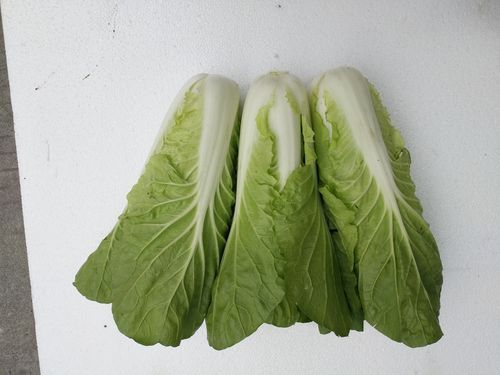 小青菜图片大全_小青菜品种有哪些-第2张图片-山城妙识