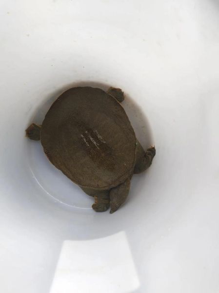 野生甲鱼能吃吗_野生甲鱼营养价值-第1张图片-山城妙识 野生甲鱼能吃吗_野生甲鱼营养价值-第1张图片-山城妙识