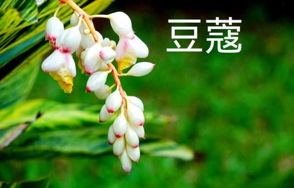 豆蔻是什么意思_豆蔻指什么年龄-第3张图片-山城妙识