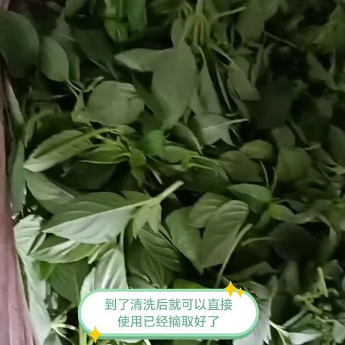 九层塔和罗勒的区别_罗勒和九层塔哪个更香-第3张图片-山城妙识