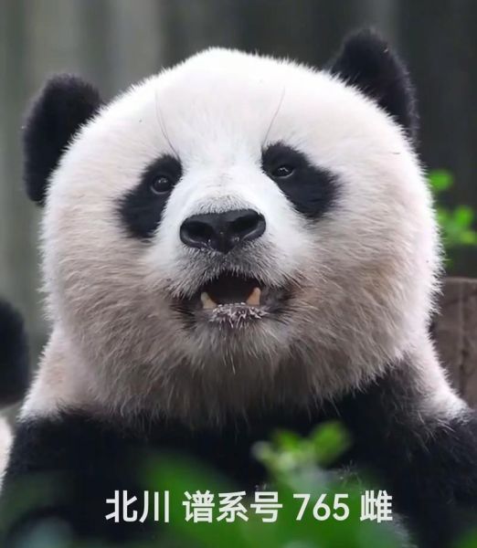 熊猫的拼音怎么写_熊猫拼音声调是几声-第1张图片-山城妙识