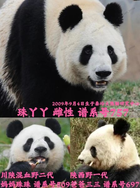 熊猫的拼音怎么写_熊猫拼音声调是几声-第3张图片-山城妙识