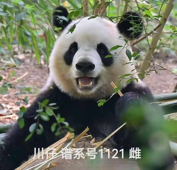 熊猫的拼音怎么写_熊猫拼音声调是几声-第2张图片-山城妙识