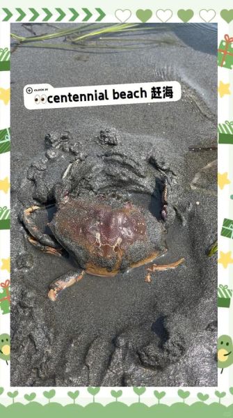 螃蟹怎么抓不会被夹_抓螃蟹不夹手技巧-第3张图片-山城妙识