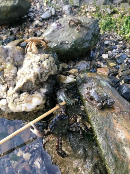 螃蟹怎么抓不会被夹_抓螃蟹不夹手技巧-第1张图片-山城妙识