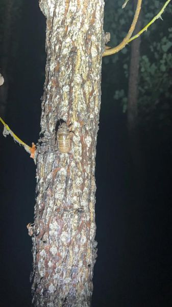 知了叫声视频怎么拍_知了为什么一直叫-第1张图片-山城妙识