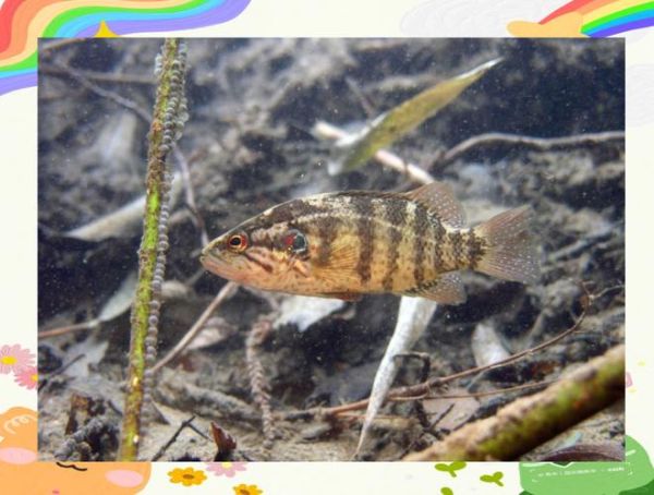 水鳜怎么读_水鳜读音是什么-第3张图片-山城妙识